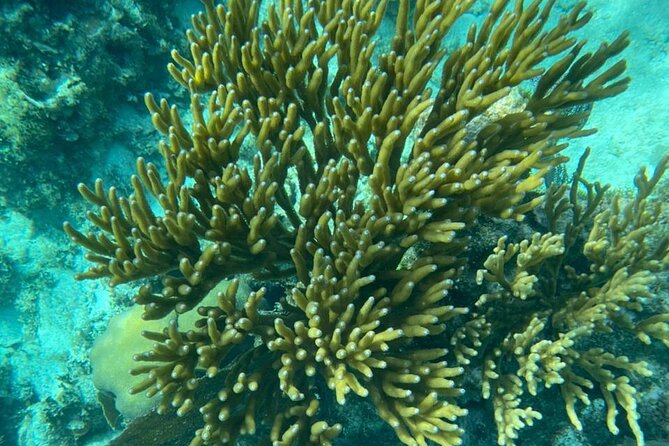 Snorkeling at Hol Chan Marine Reserve & Shark Ray Alley (3.0 Hrs) - Preparing for the Snorkeling Adventure