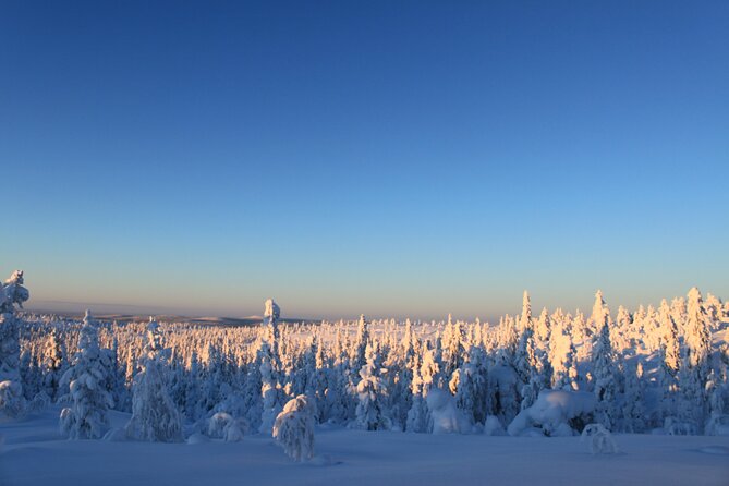 Snowshoe in a Winter Forest - Wildlife Spotting in Lapland