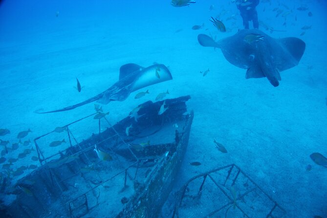 Submarine Tour Tenerife: a 1 Hour Underwater Experience - Audio Guides and Language Support
