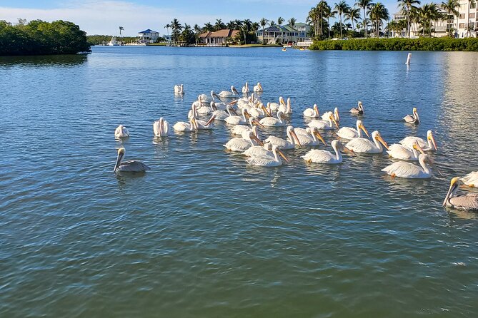Sunset Dolphin Cruise with Sanibel Lighthouse Views - Who Should Consider This Tour?