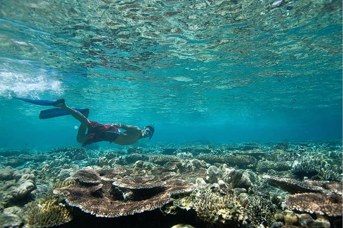 Tenerife Turtle and Snorkel Tour From Costa Adeje - Traveler Feedback