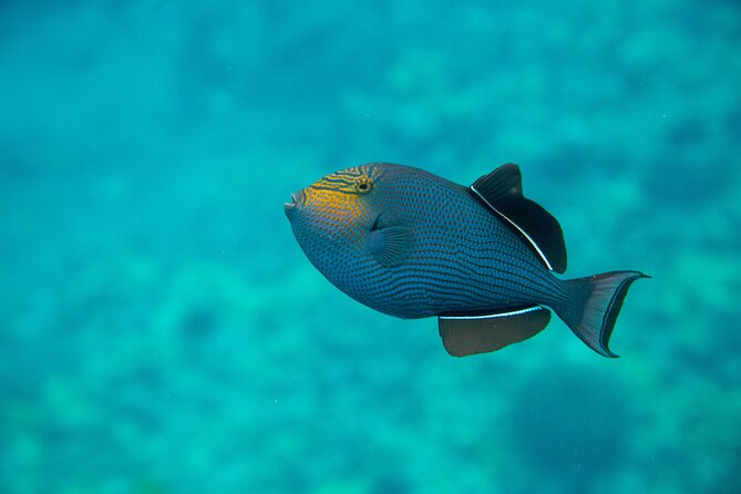 The Best 2 Hour Molokini Express Snorkeling - Customer Feedback and Reviews