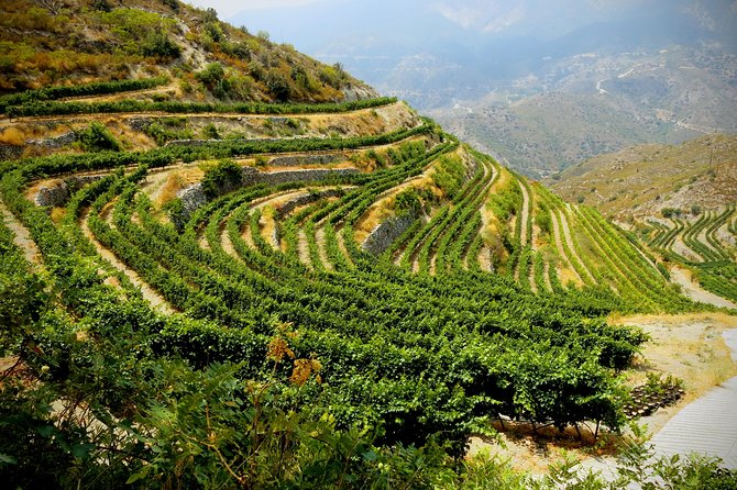 The Grape Escape: Troodos Mountains Tour Review - Winery Visit and Wine Tasting