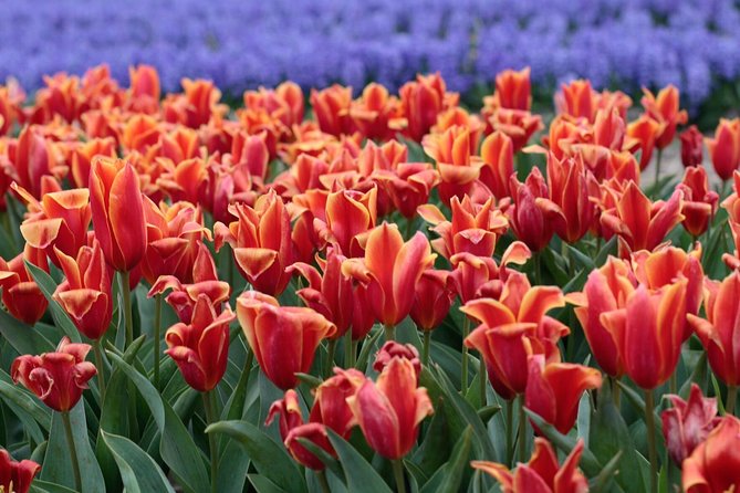Tulipfields of Holland Tour - Meeting Point and Accessibility