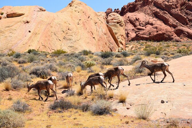 Valley of Fire and Lost City Museum Tour From Las Vegas - Inclusions and Amenities of the Tour