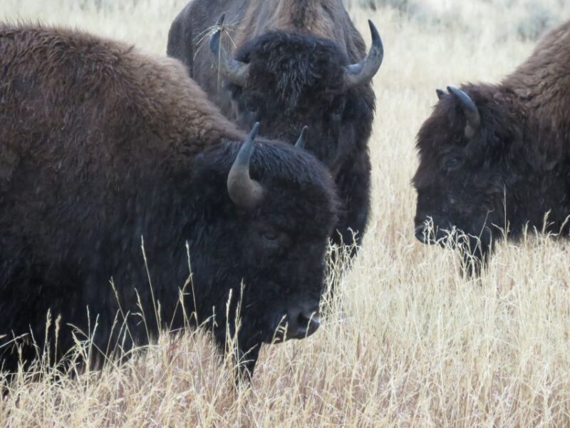 West Yellowstone: Yellowstone Day Tour Including Entry Fee - The Sum Up