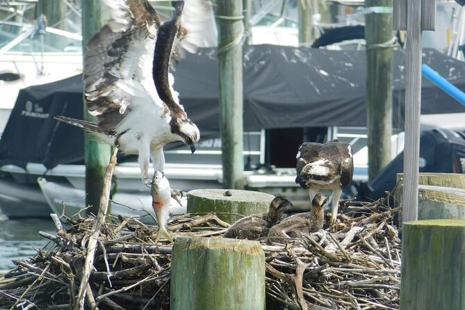 Wetlands Safari Eco-Cruise in Cape May (Birding By Boat) - Plan Your Visit to Cape May