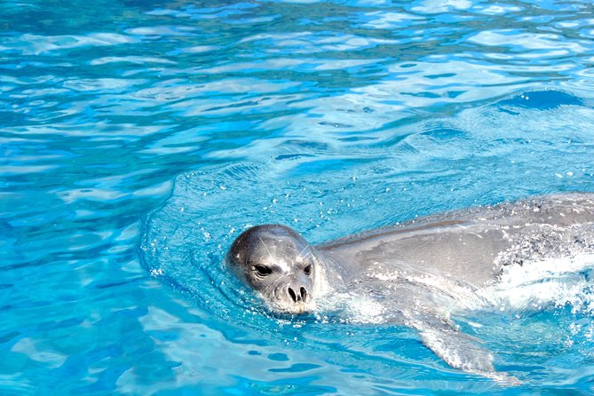 Whale and Dolphin Watching Tour - Funchal - Marine Life Observation and Behavioral Patterns