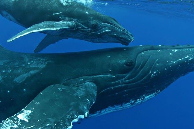 Whale Watch Excursion From the Big Island - Tips for an Enjoyable Experience