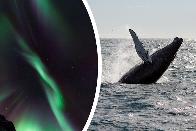 Whale Watching and Northern Lights Half-Day Combo Tour - Whale Watching Highlights
