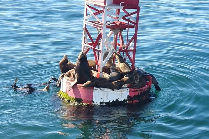 Whale-Watching and Orange County Beaches Tour from Anaheim - FAQ