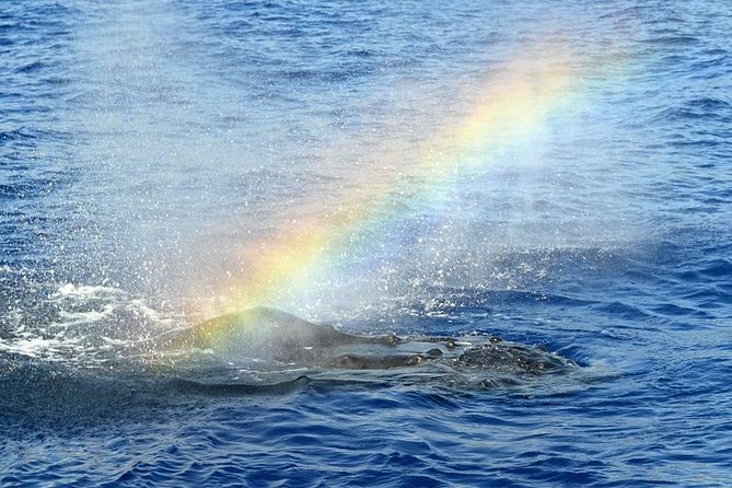 Whale Watching Tour: Whales Guaranteed in Kona Waikoloa - Meeting and Departure Information