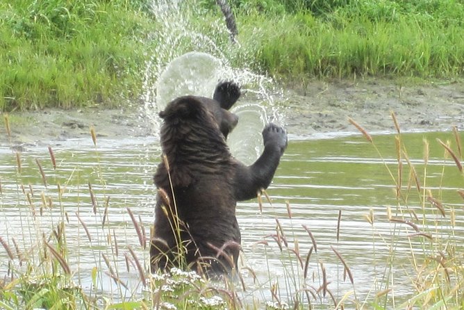 Wildlife and Glaciers with a walk in the Rainforest - Authentic Review Highlights