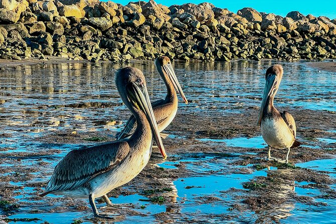 Wildlife Kayak Tour in Santa Barbara Harbor (2 Hours) - Meeting Point and Accessibility
