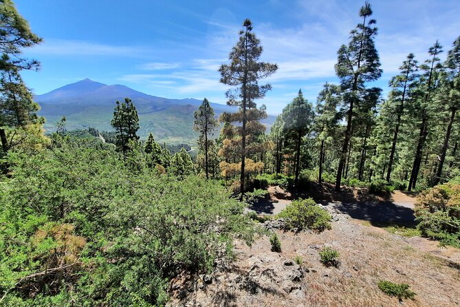 Wonderful Hike Through the Magic Forest of Tenerife - Discovering the Magic Forest