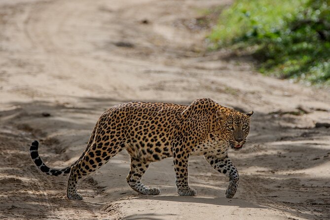 Yala National Park - Full Day Safari (04:30 am - 06:00 pm) - Final Thoughts