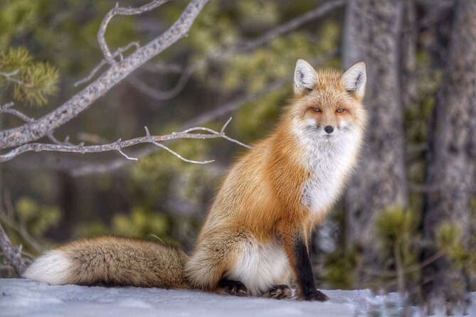 Yellowstone and Grand Teton National Parks Wildlife Adventure (2 Day/1 Night) - Final Word