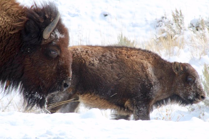 Yellowstone Lower Loop Full-Day Tour - In Closing