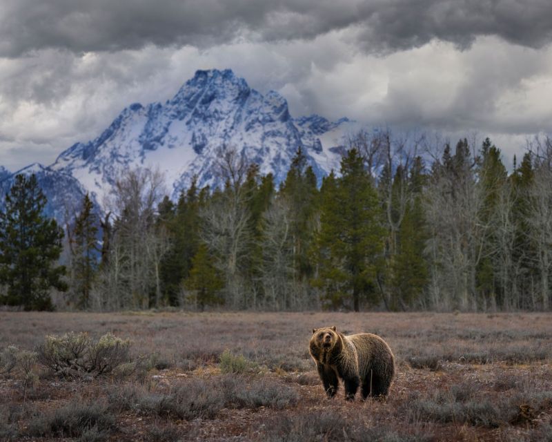 Yellowstone: Old Faithful, Waterfalls, and Wildlife Day Tour - Who Should Consider This Tour?