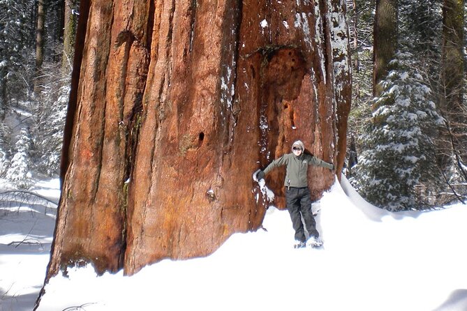 Yosemite Valley Discovery Walk - Is This Tour Worth the Price?