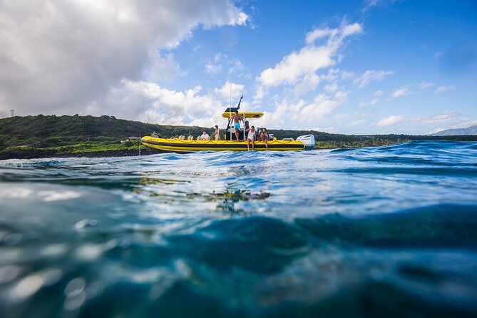 1.5 -Hour Guided Whale and Marine Life Tour - Booking Information