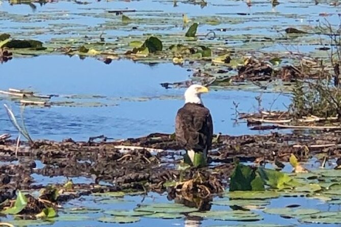 1 Hour Everglades Airboat Tour Central Florida - Wildlife Sightings and Observations