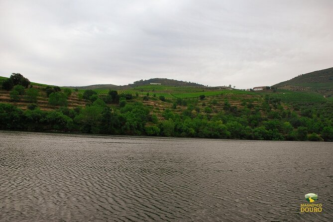 1-Hour Rabelo Boat Trip in Pinhão - Customer Feedback and Experiences