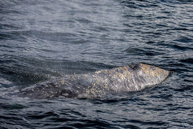 3-Hour Whale Watching Tour from Monterey - Final Thoughts