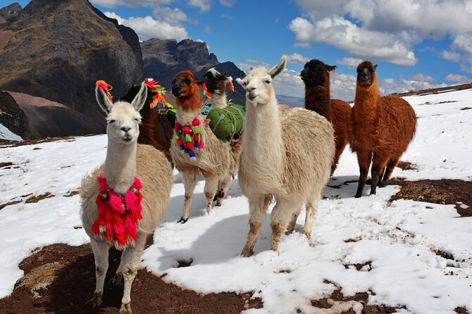 6-Day Tour of Cusco Magico-Machu Picchu-Rainbow Mountain - The Majestic Machu Picchu