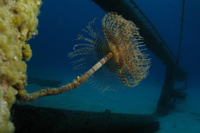 Adventure Dives for Certified Divers in Nea Makri, Athens - Previous Travelers Experiences