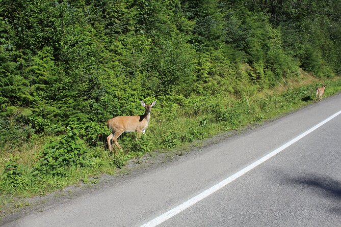 Alaska Native Cultural and Wildlife Adventure - Frequently Asked Questions