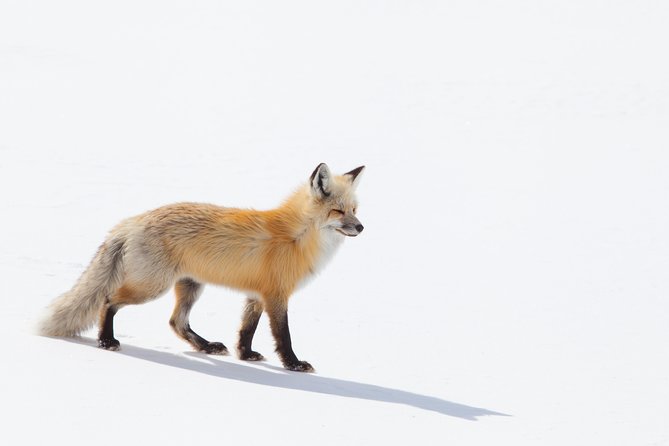 Best of Jackson Hole Wildlife Safari Tour - Pricing and Cancellation Policy