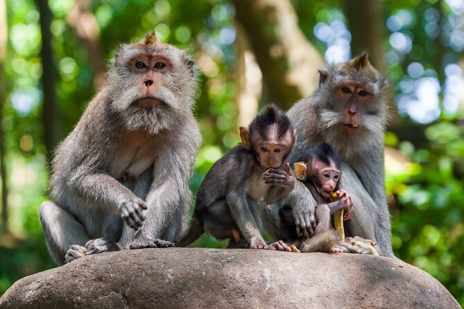 Best of Ubud 1-Day Private Tour - Final Thoughts