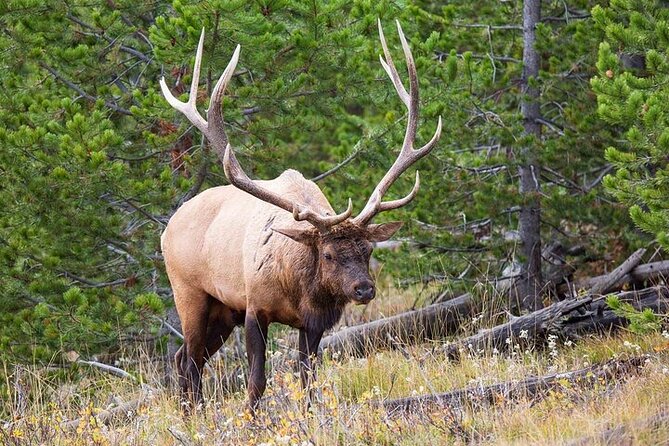Best Of Yellowstone Full Day Natl Park Tour From Bozeman - What to Bring and Prepare