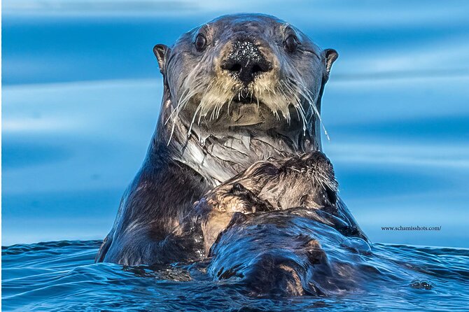 Best Whale Watching and Wildlife Shore Excursion in Sitka - Booking Information and Cancellation Policy