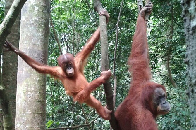 Bukit lawang 2 Day 1 Night with camping - Final Thoughts