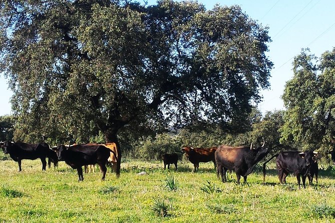 Bull Breeding Farm: Guided Half-Day Tour From Seville - Reviews and Feedback