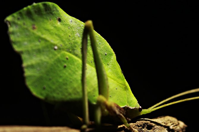 Chocolate Tour and Night Tour - Wildlife Spotting Opportunities