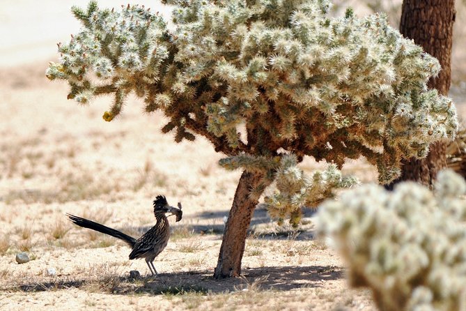 CreativeSoul ScavengerHunt(Hidden Valley,Joshua Tree)Remote Host - Practical Tips for Participants