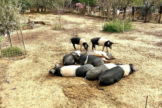 Discover Montepulciano: Cinta Senese Pigs, Lunch & Wine in a Farm - Accessibility and Cancellation Policy