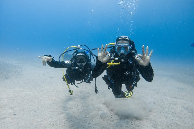 Discover the Underwater World of Lanzarote - Marine Life and Ecosystems