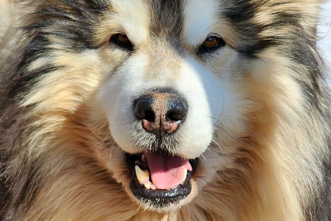 Dog Sled Adventure - Amenities and Accessibility