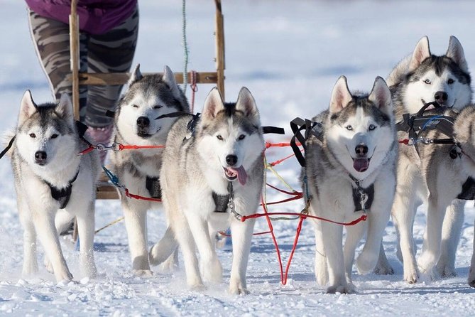 Dogsledding, Near Akureyri - How to Prepare for Your Adventure
