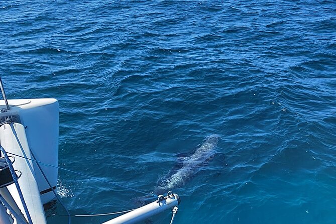 Dolphin Trips on a Catamaran - Sailing and Weather Conditions