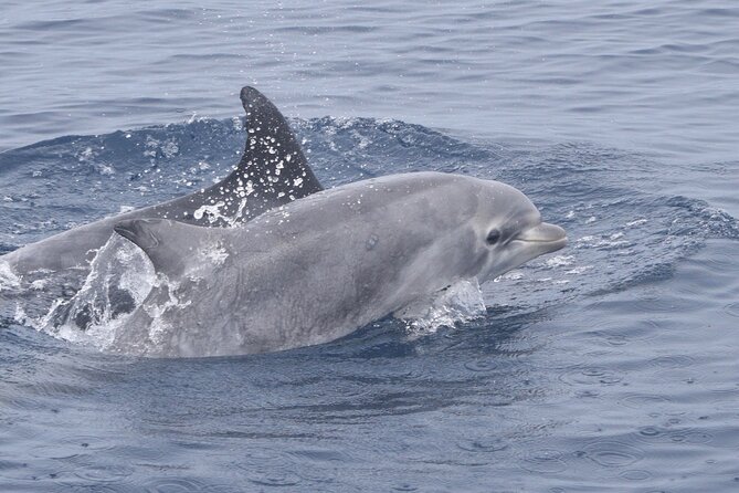 Dolphin & Whale Watching - Tips for a Great Experience