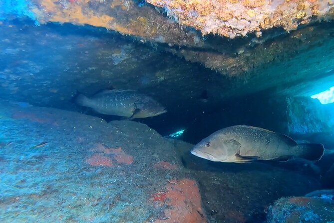 Double Dive in the Capo Carbonara Marine Protected Area, for Patents. - Services and Amenities Provided by SubAquaDive Service