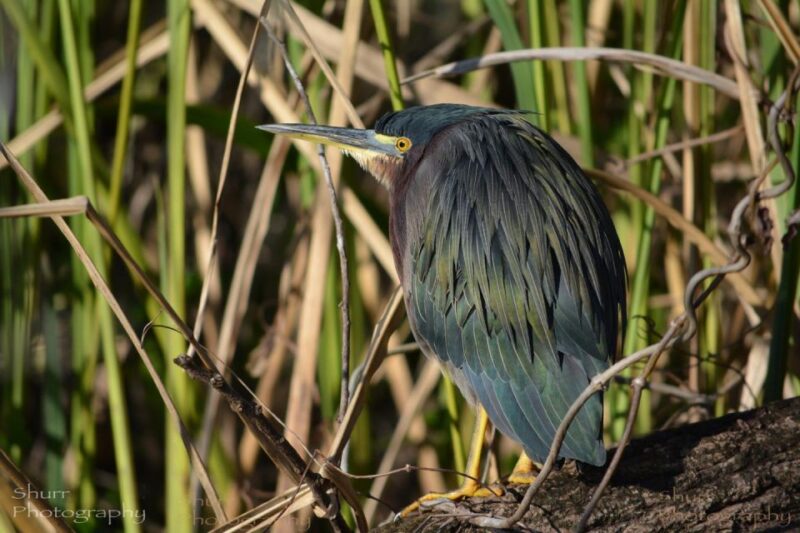 Everglades Kayak Safari Adventure Through Mangrove Tunnels - FAQ