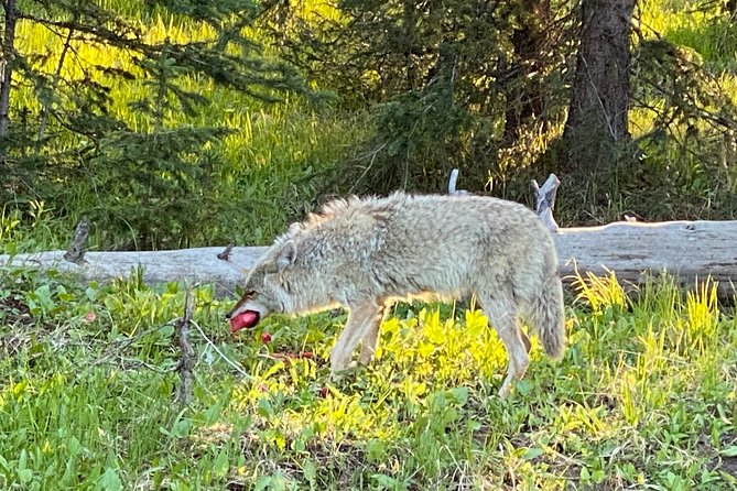 Exclusive Private Yellowstone Adventure: Explore The Lower Loop - Practical Tips for Bookings and Planning