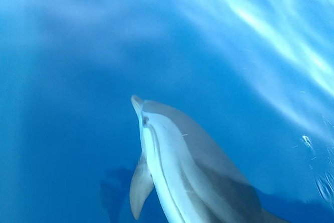 Fishing, Snorkelling & Dolphin Boat Tour - Snorkeling Opportunities