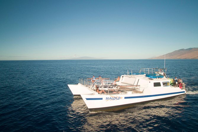 From Maalaea Harbor: Whale Watch Cruise Aboard the Malolo - What to Expect on the Cruise